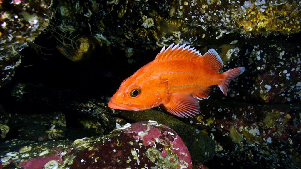 Five Things You Should Know About Rockfish and Marine Protection | CCIRA